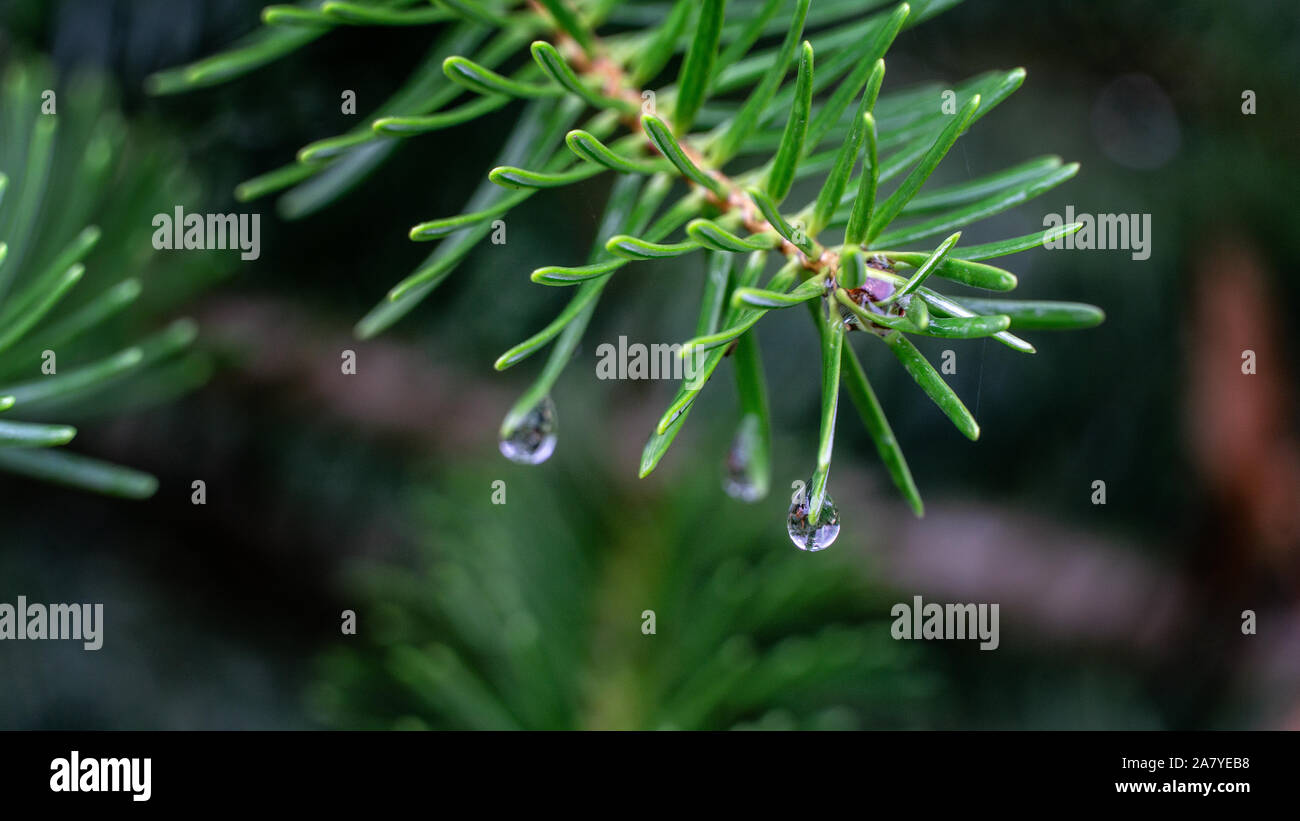 Morning water drop and rain droplets on pine tree in coniferous forest ...