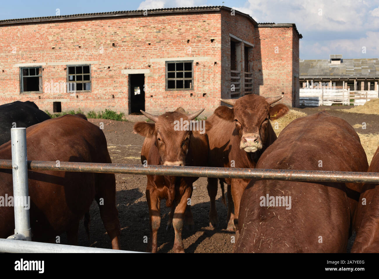 Black Limousin Bull High Resolution Stock Photography and Images - Alamy