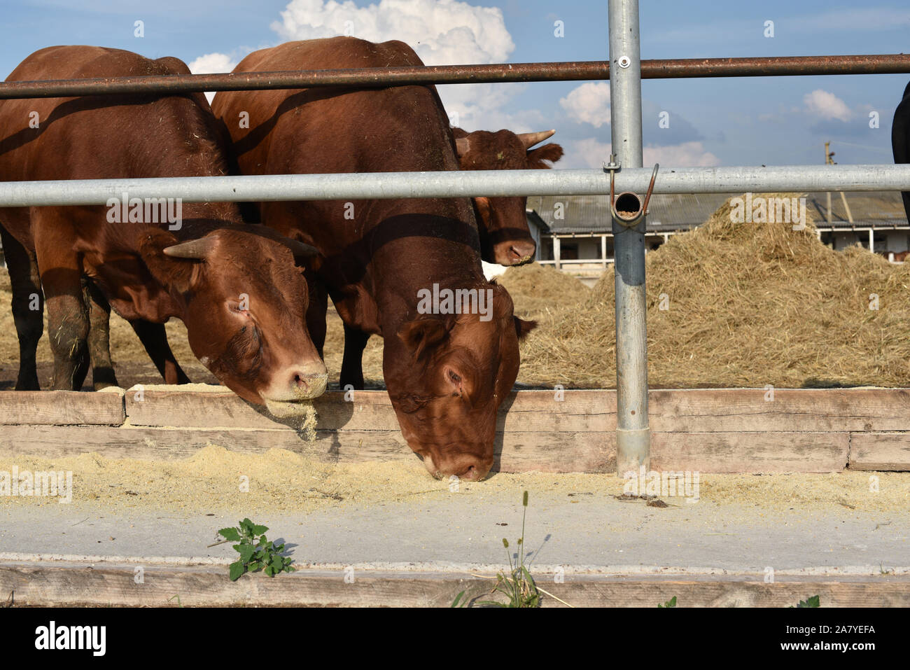 Black limousin bull hi-res stock photography and images - Alamy
