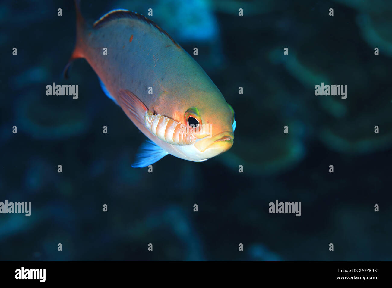 Parasitic fish isopod hi-res stock photography and images - Alamy