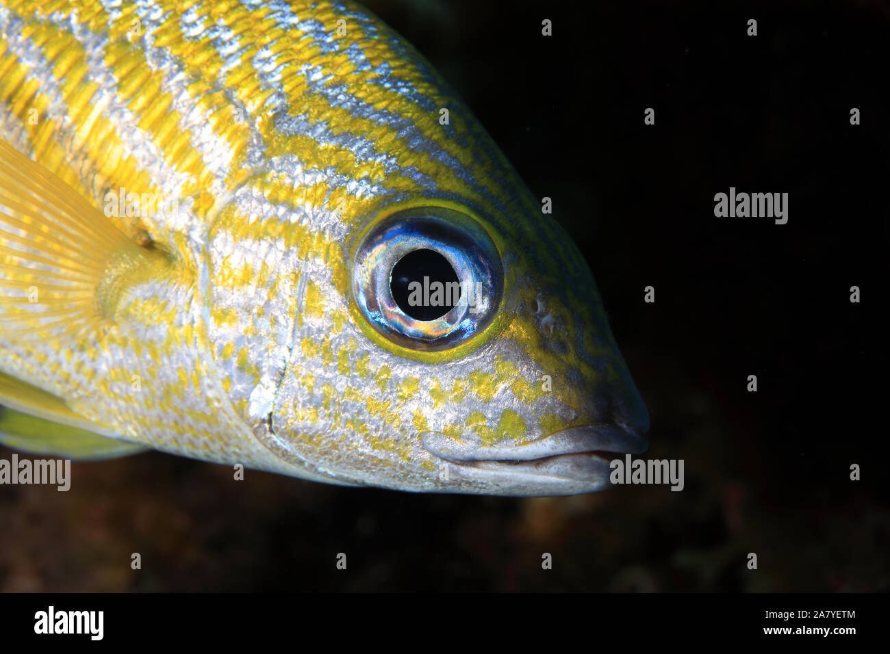 Schooling fish bonaire fish fish hi-res stock photography and images ...
