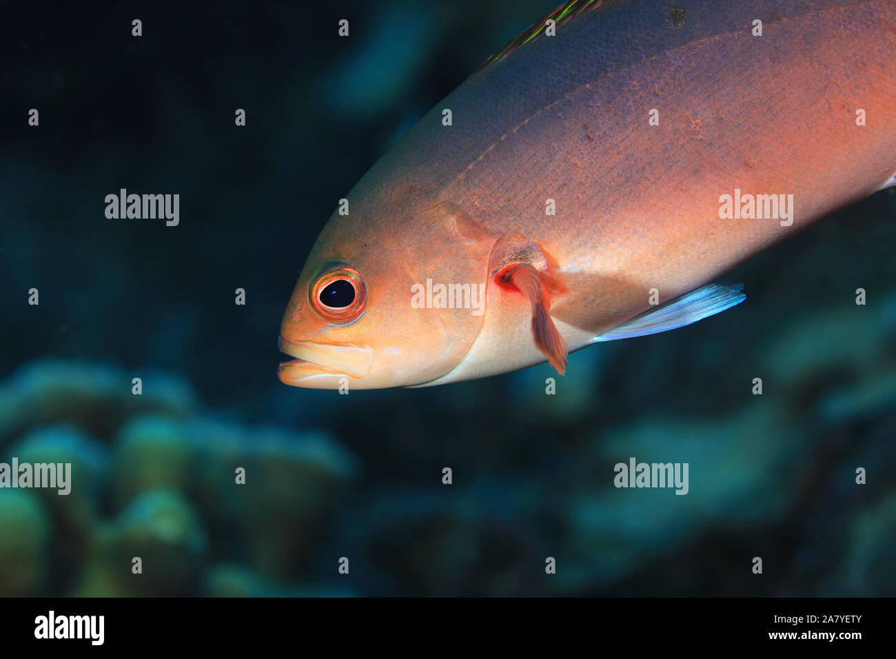 Creole fish (Paranthias furcifer) underwater in the caribbean coral ...