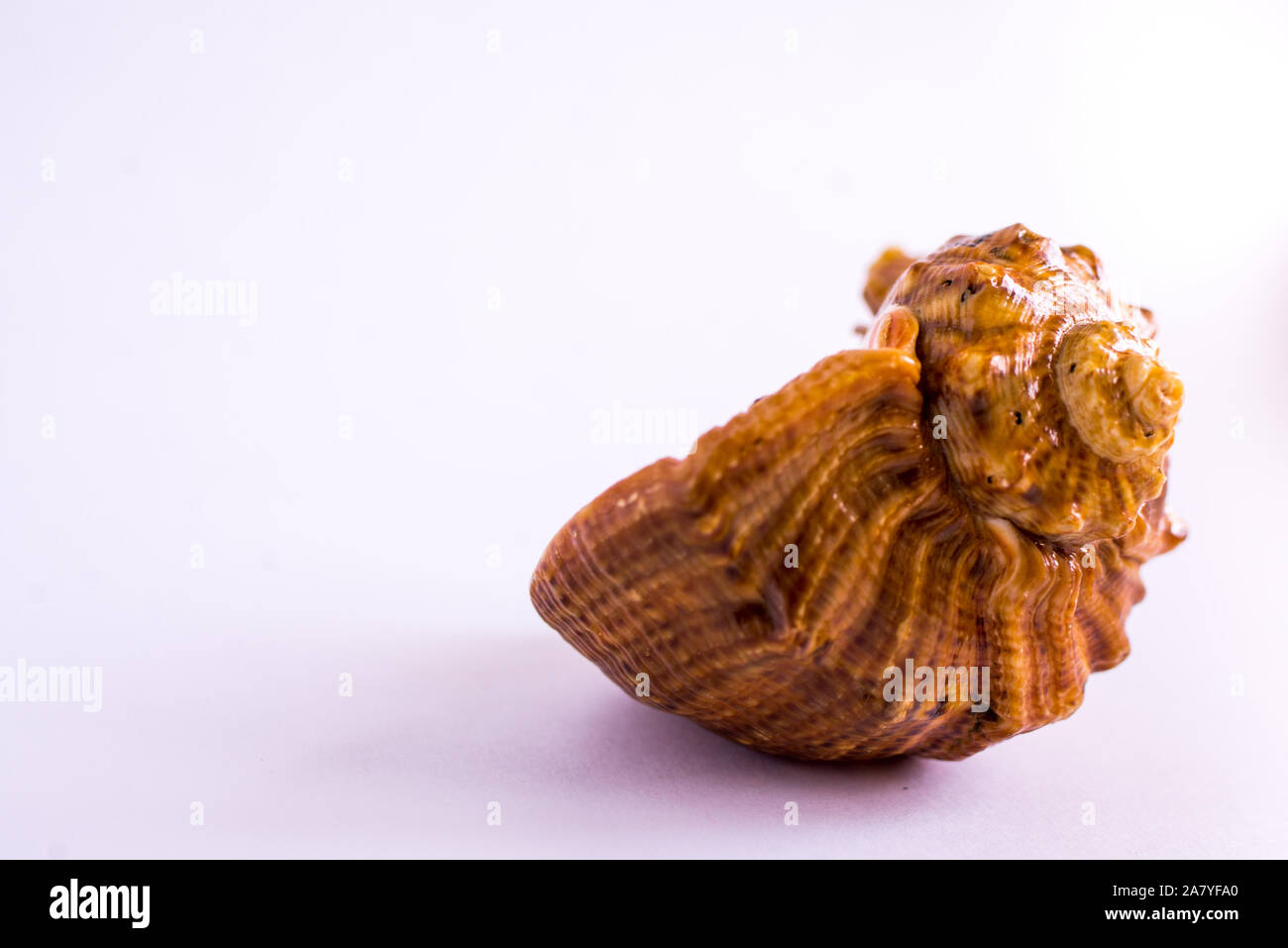 seashells on white background Stock Photo - Alamy