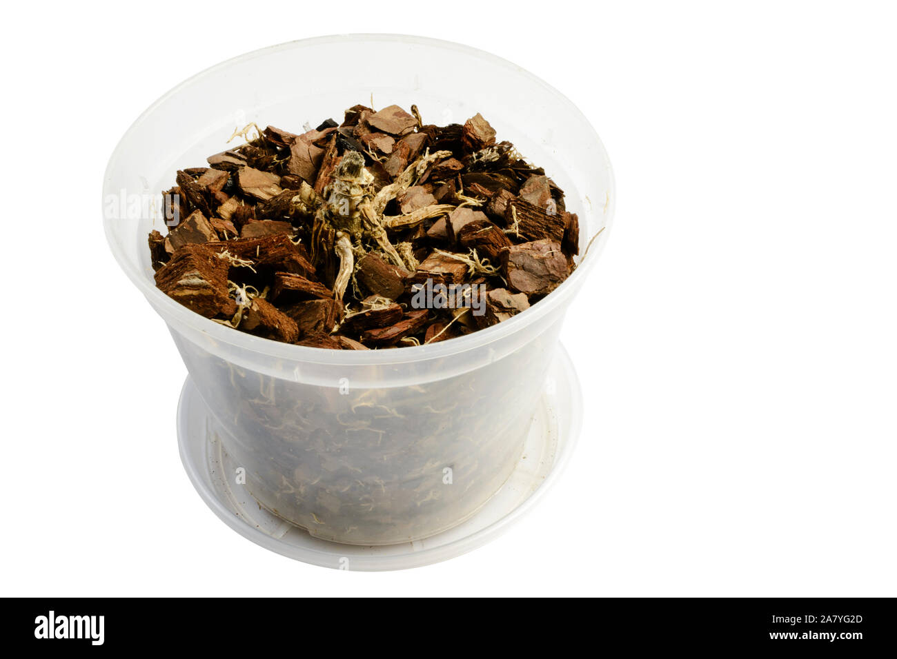 Death orchid plant in pot on white table. Wrong care Stock Photo - Alamy