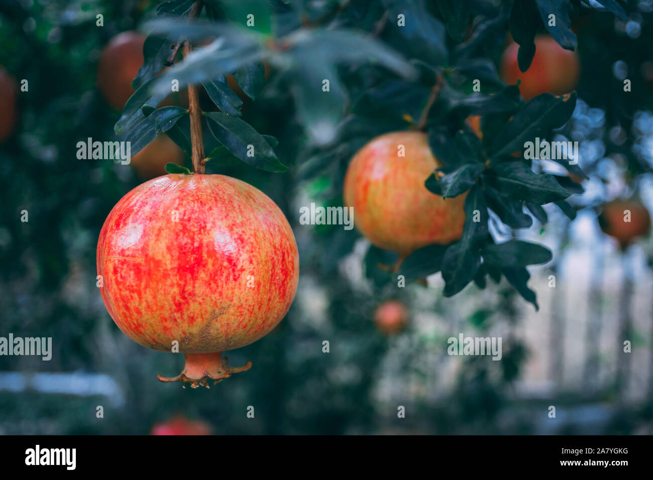 Pomegranates tree hi-res stock photography and images - Alamy