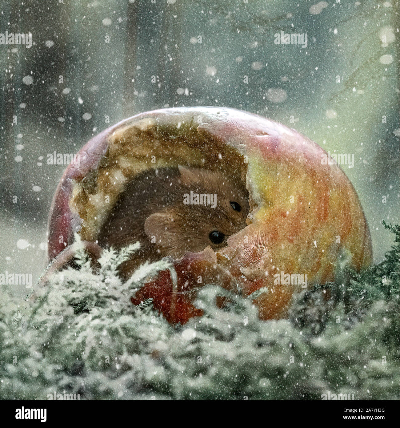 A Harvest Mouse peeps out from inside an apple whilst its snowing ...