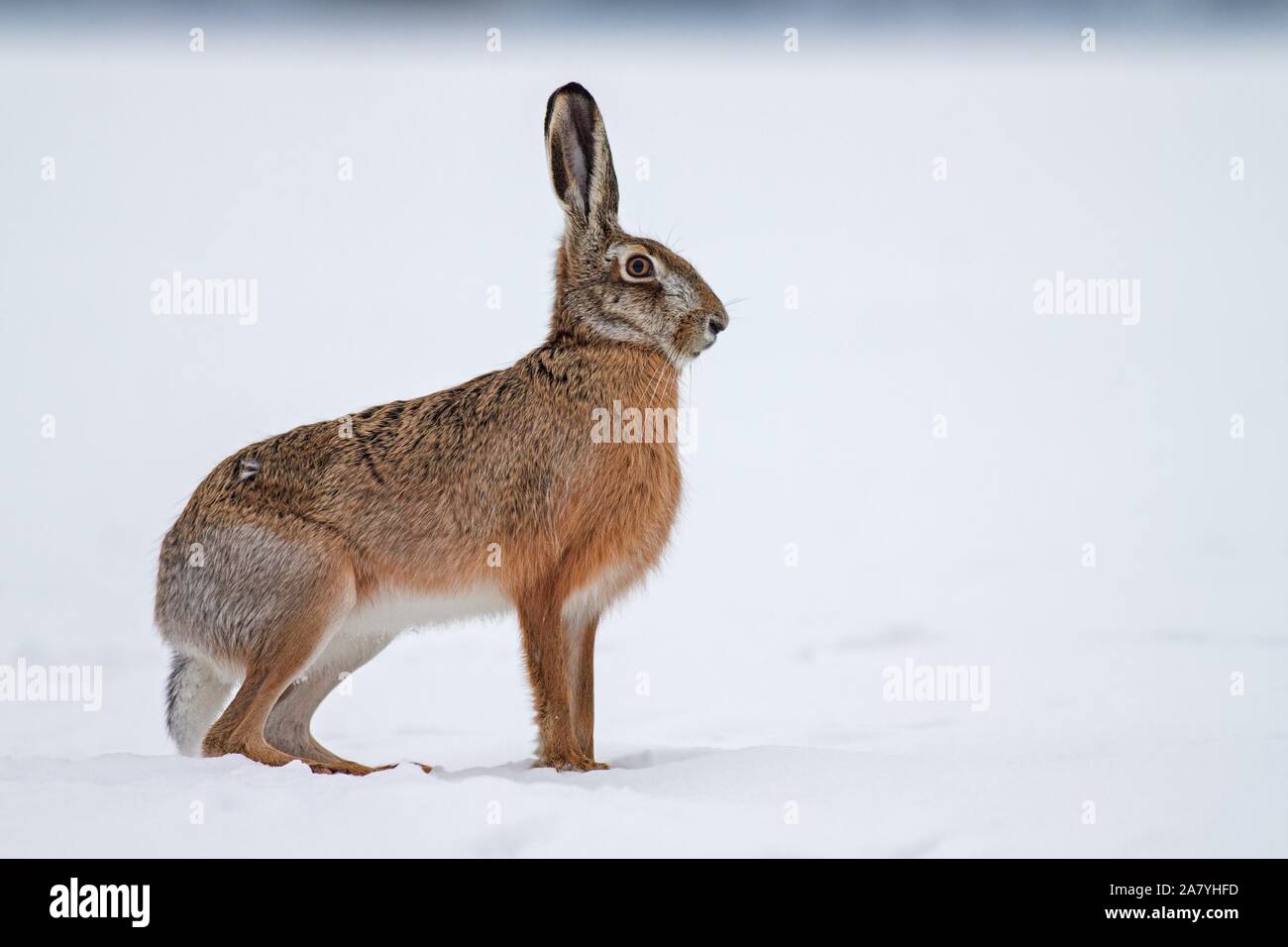 Side view portrait brown hare hi-res stock photography and images - Alamy