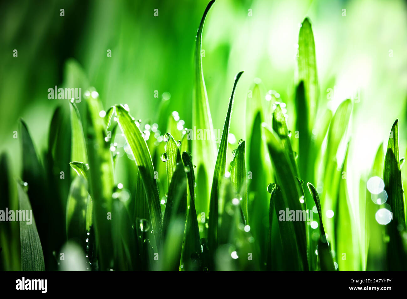 Macro. Background, water drops on the green grass. Desktop background ...