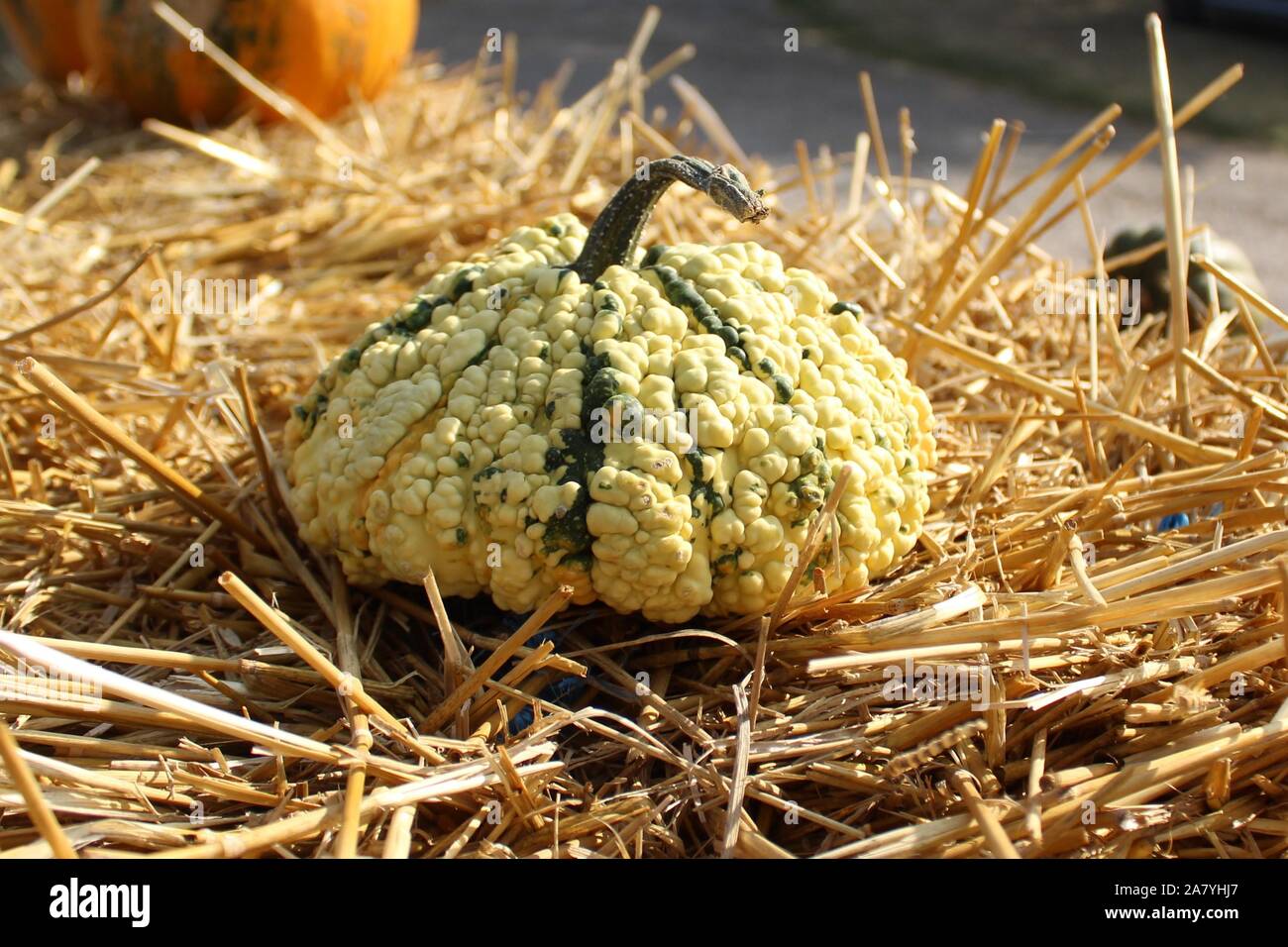 The picture shows a ornamental pumpkin on straw Stock Photo - Alamy