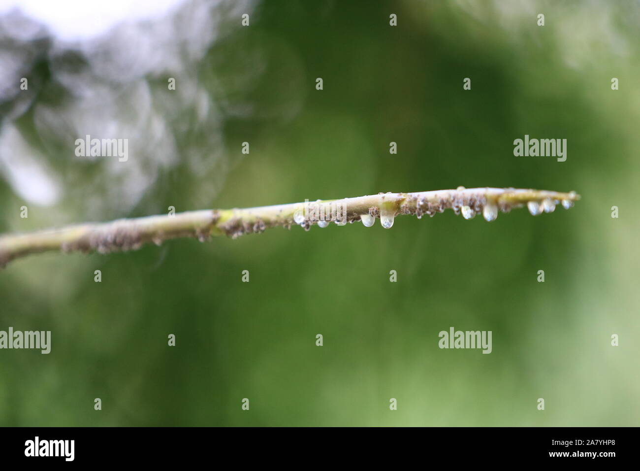 Water drop of tree branch Stock Photo - Alamy