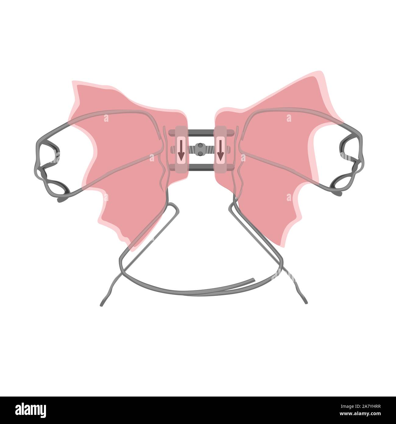 Maxilla hi-res stock photography and images - Alamy