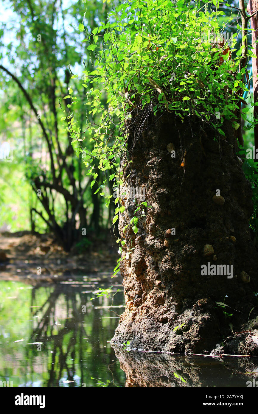A tree on the ground in the middle of the water Stock Photo - Alamy