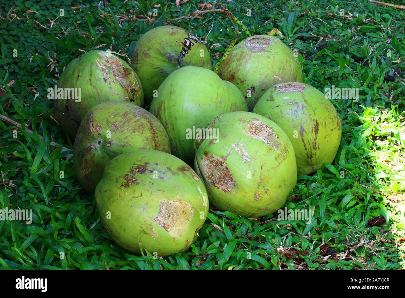 Many coconuts on the grass Stock Photo - Alamy