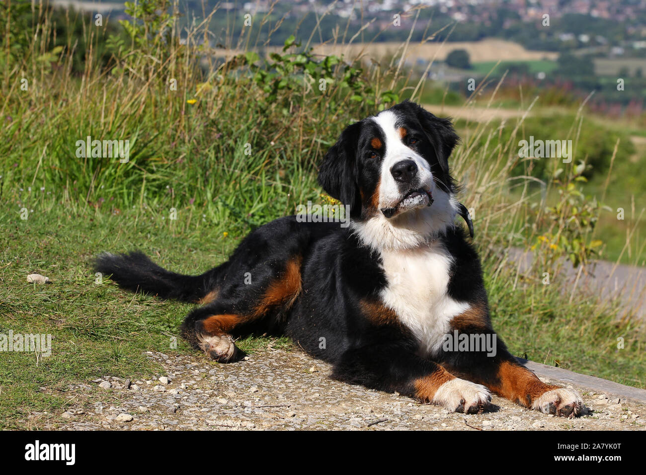 Dog legs over head hi-res stock photography and images - Alamy