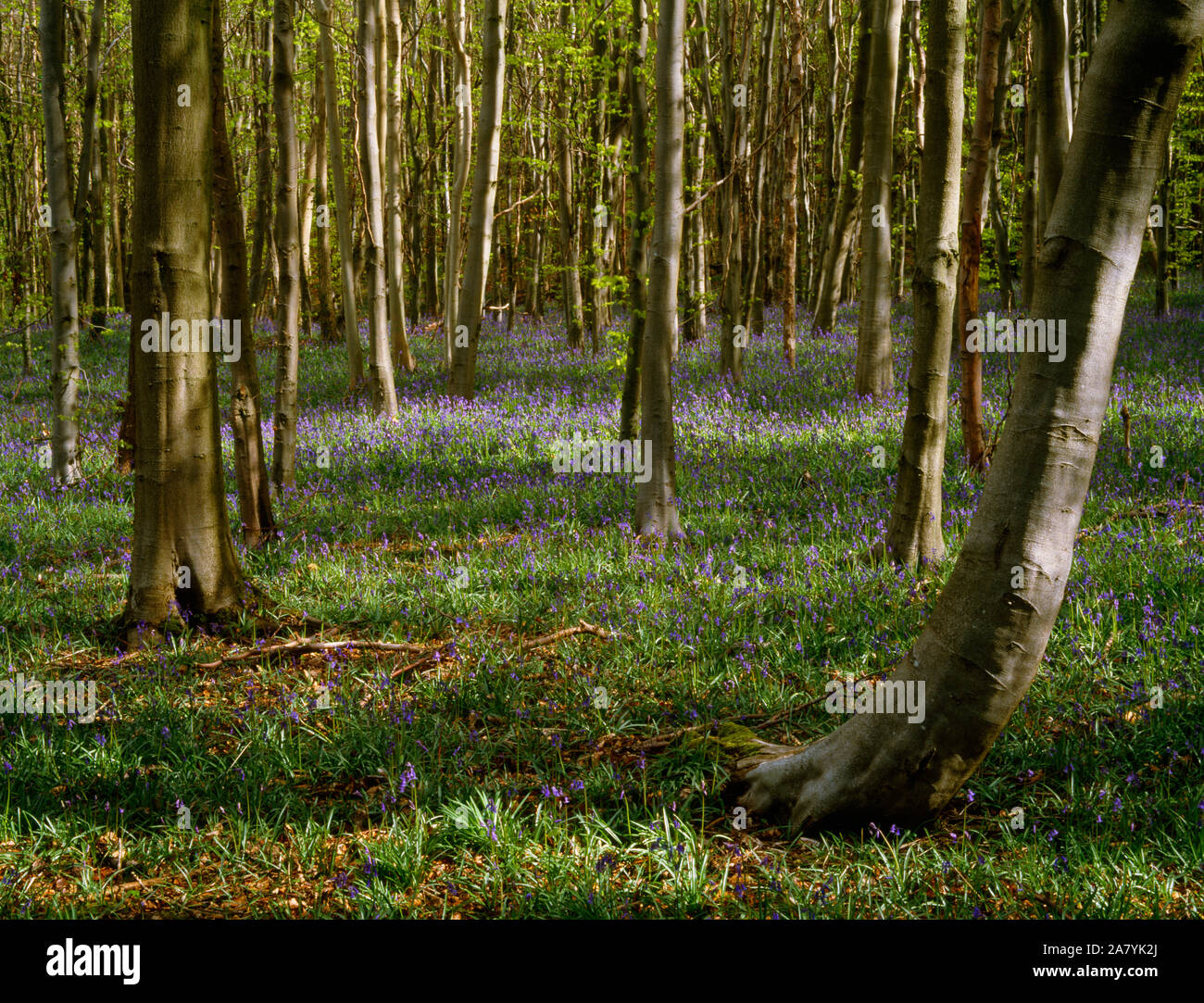 In covert hi-res stock photography and images - Alamy