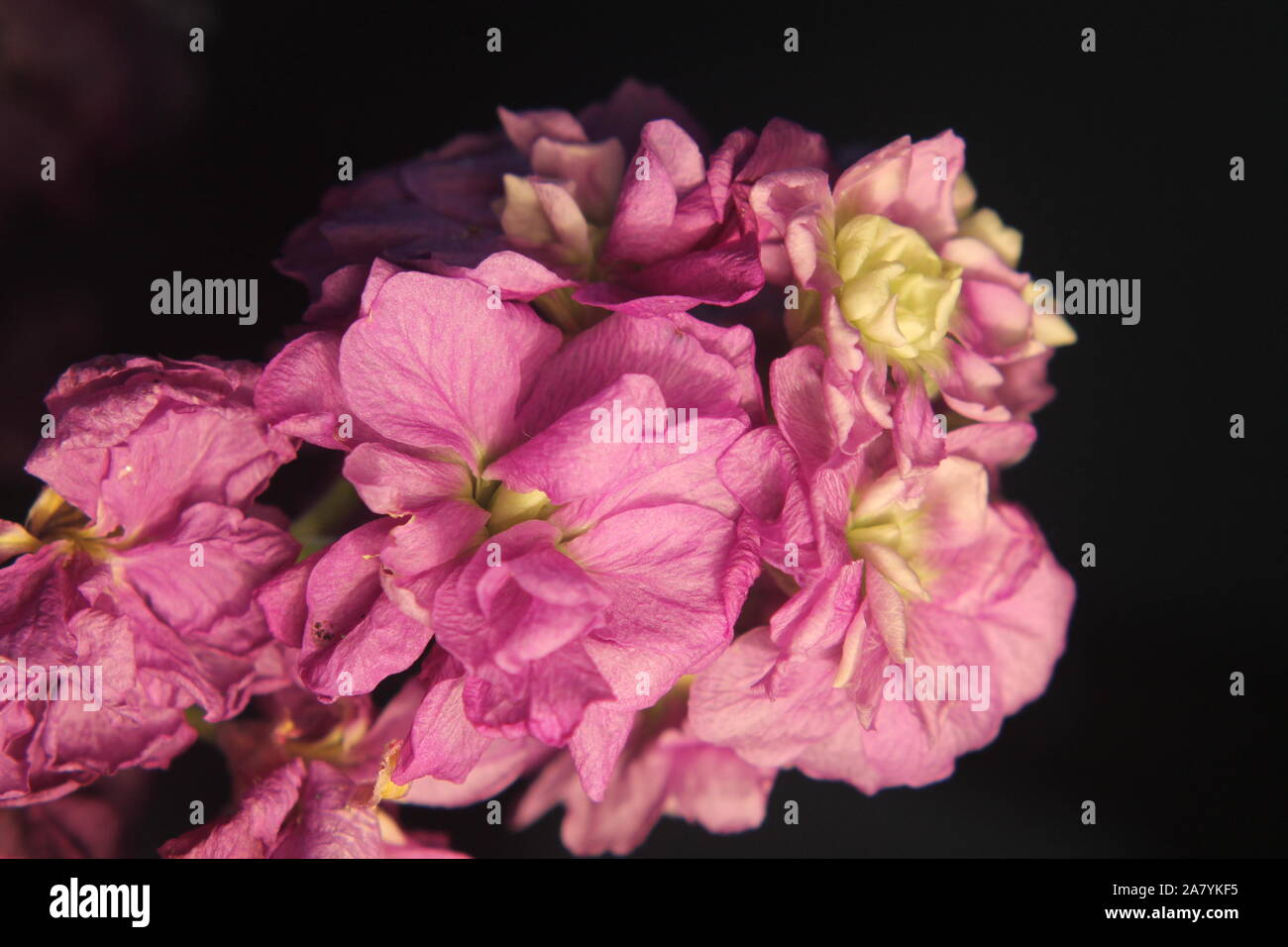 Soft purple flowers hi-res stock photography and images - Alamy