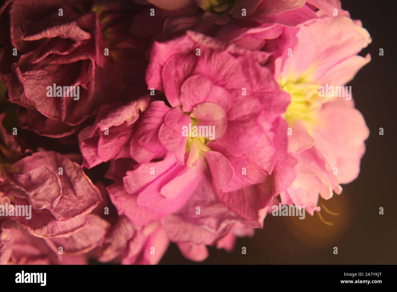 Soft Pink Flowers Stock Photo - Alamy