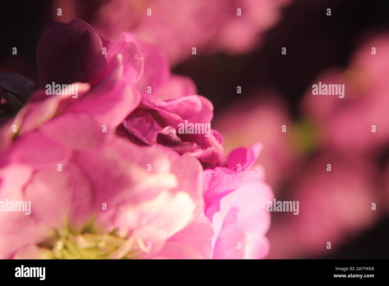 Soft Pink Flowers Stock Photo - Alamy