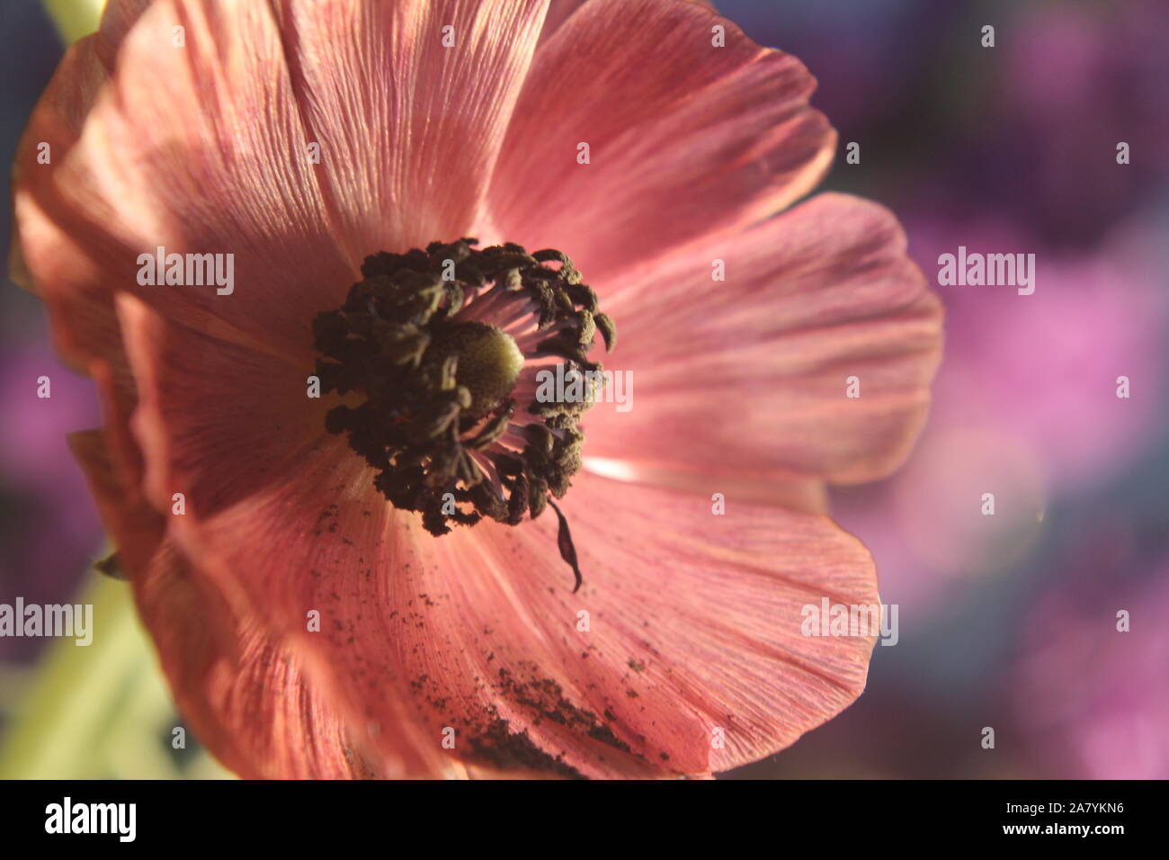 Beautiful flower photography hi-res stock photography and images - Alamy