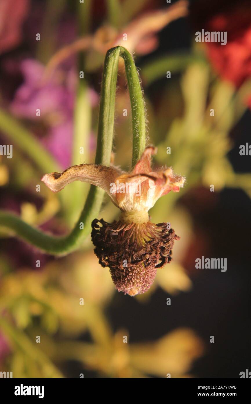 Pink flower with orange stamen hi-res stock photography and images - Alamy