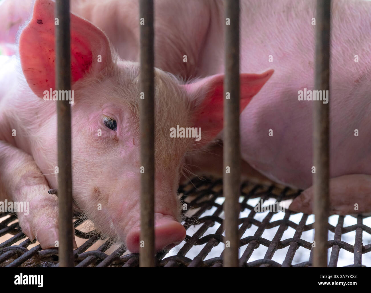 Cute piglet in farm. Sad and healthy small pig. Livestock farming. Meat industry. Animal meat ...
