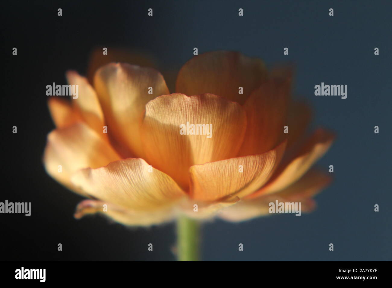 Soft orange colour hi-res stock photography and images - Alamy