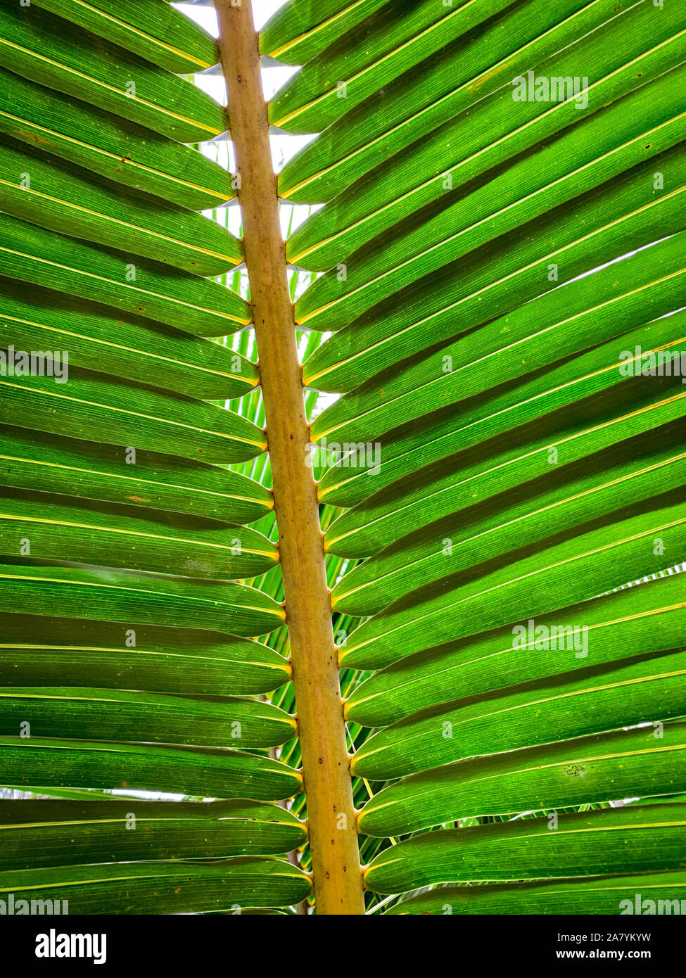 Under coconut leaves and stalk at tropical beach. Closeup palm tree. Coconut leaves pattern ...