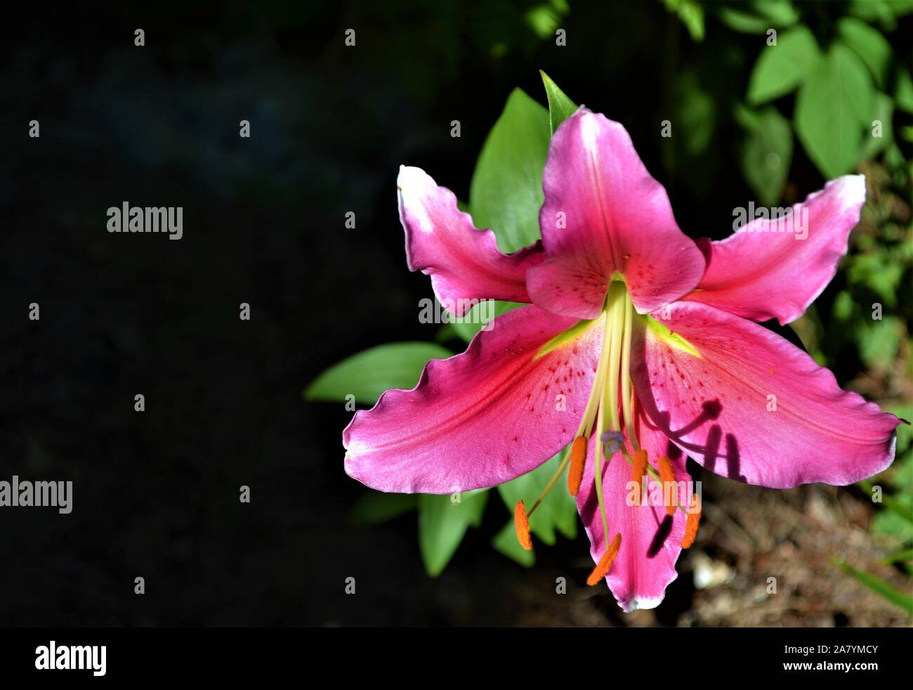 Closeup of lilies in spring Stock Photo - Alamy