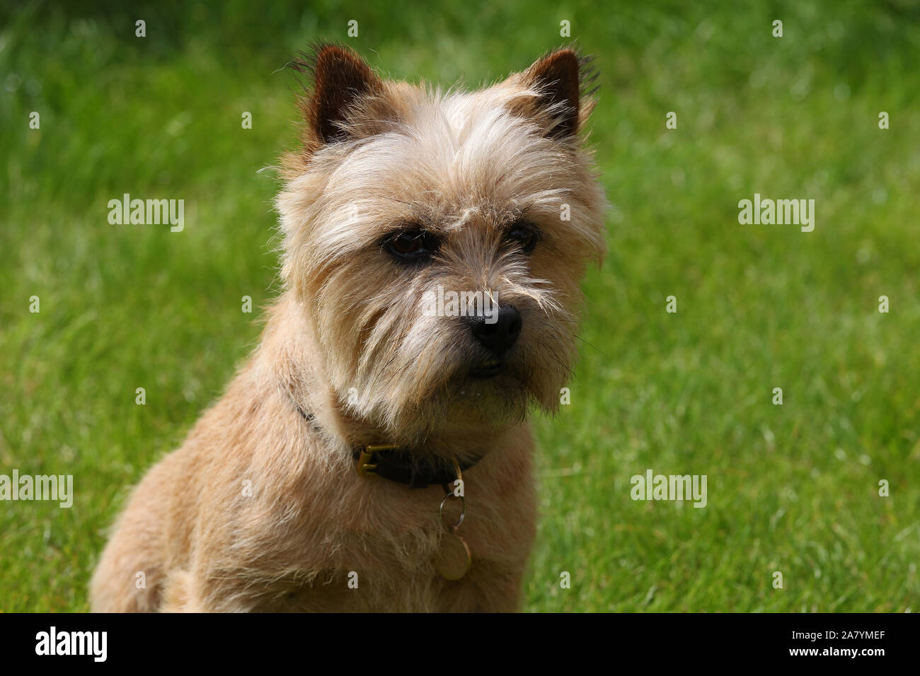 Short haired skye terrier hi-res stock photography and images - Alamy