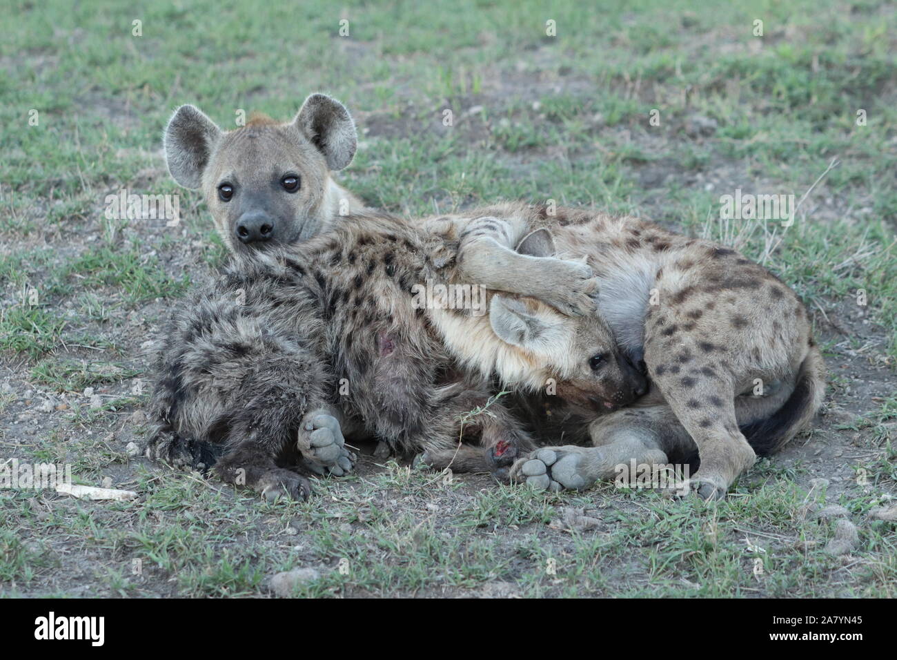 Spotted hyena mom nursing her cub Stock Photo - Alamy