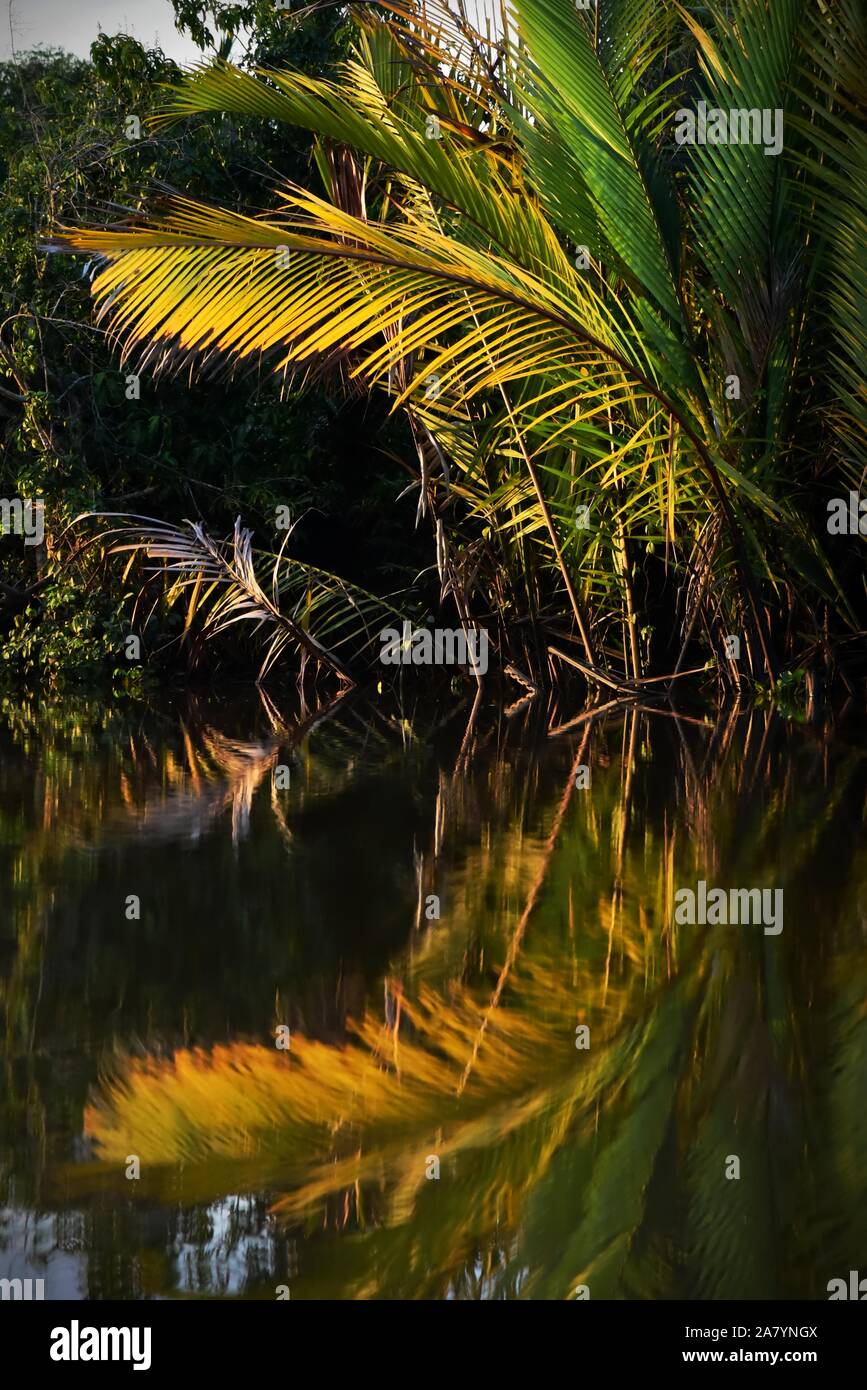River palm tree hi-res stock photography and images - Alamy