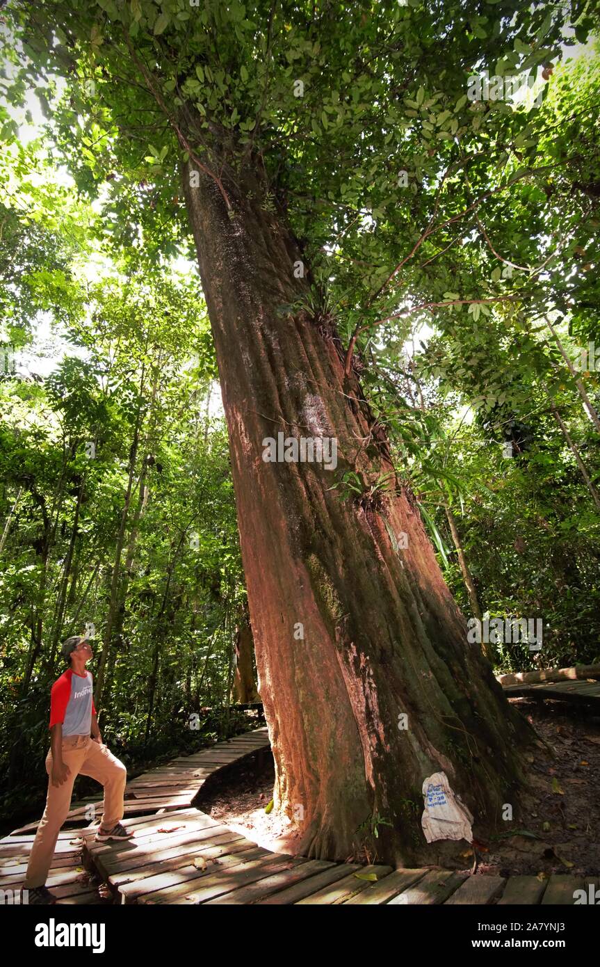 National park ranger examines giant Bornean ironwood tree ...
