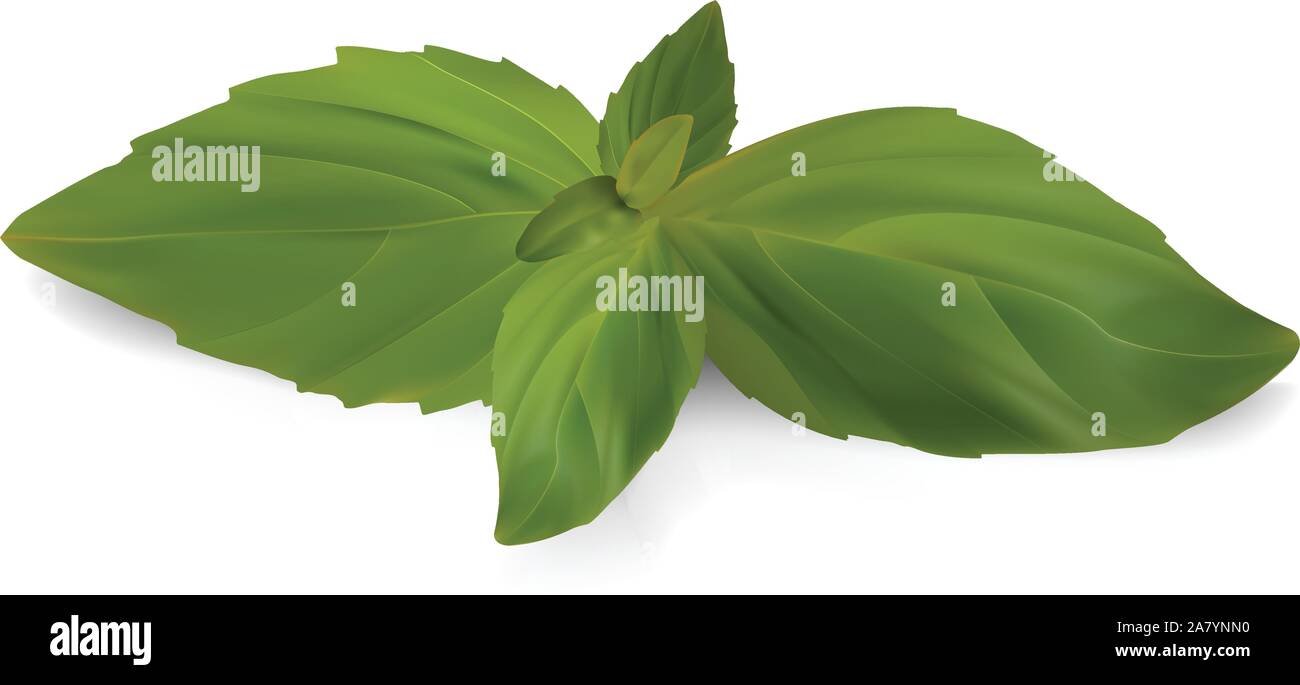 vector - Fresh Sweet Basil Stock Vector Image & Art - Alamy