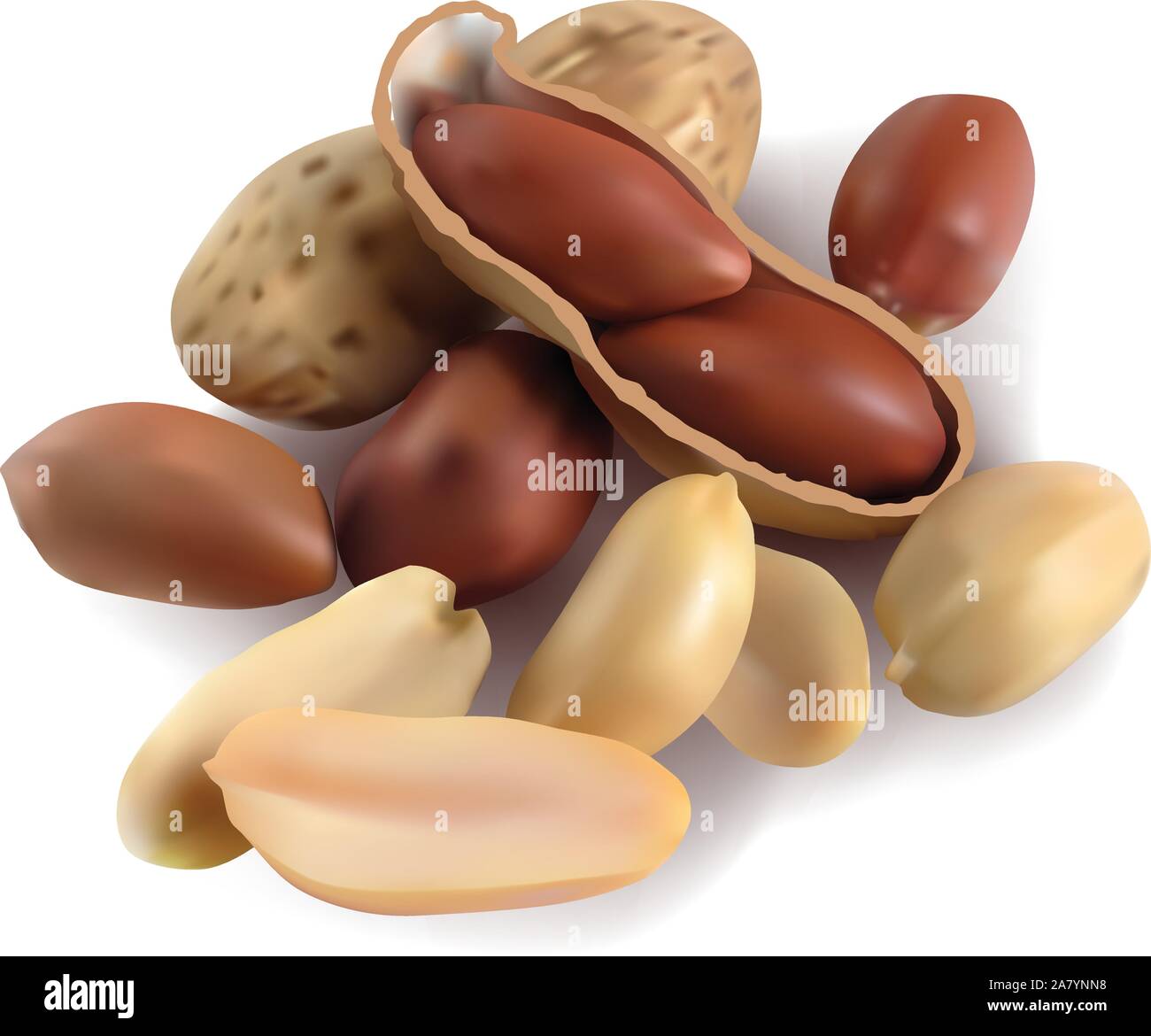 Peanut in a shell and cleared on a white background Stock Vector Image ...