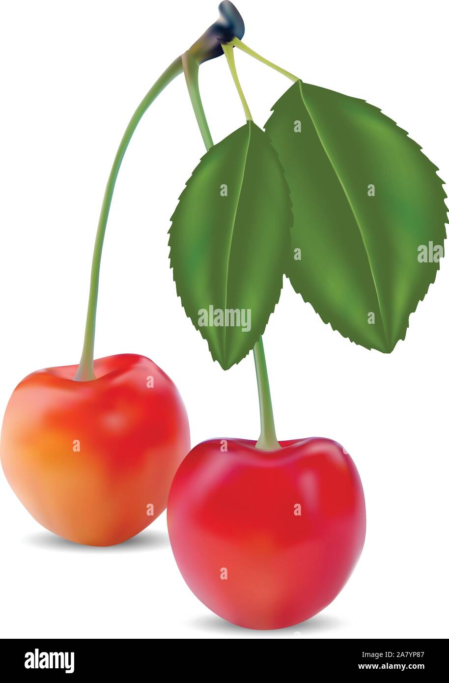 sweet cherries on a white background vector Stock Vector Image & Art ...