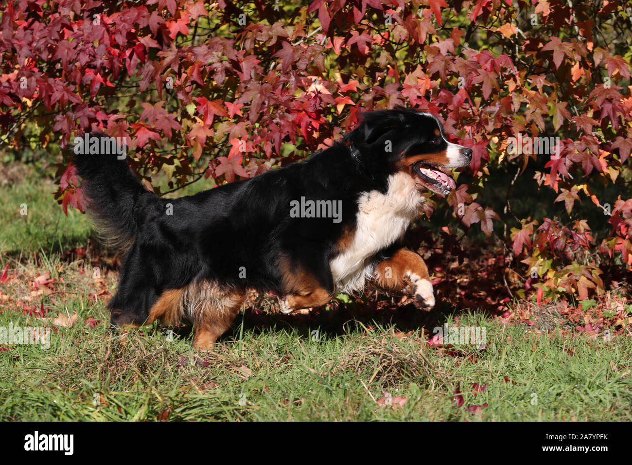 Bernese mountain dog running on hi-res stock photography and images - Alamy