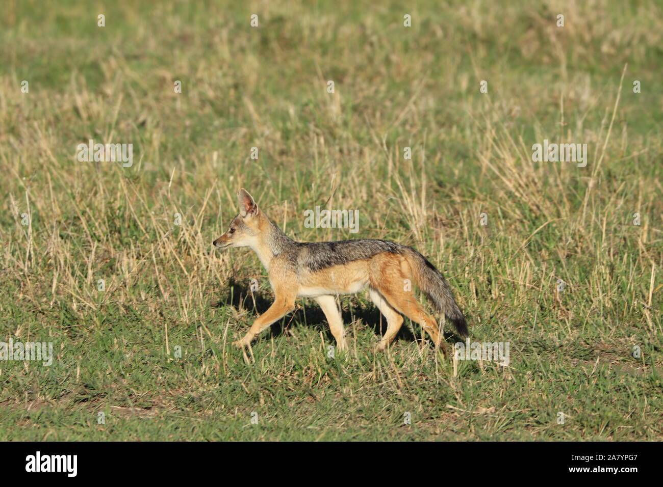 Young black-backed jackal (canis mesomelas) in the african savannah ...