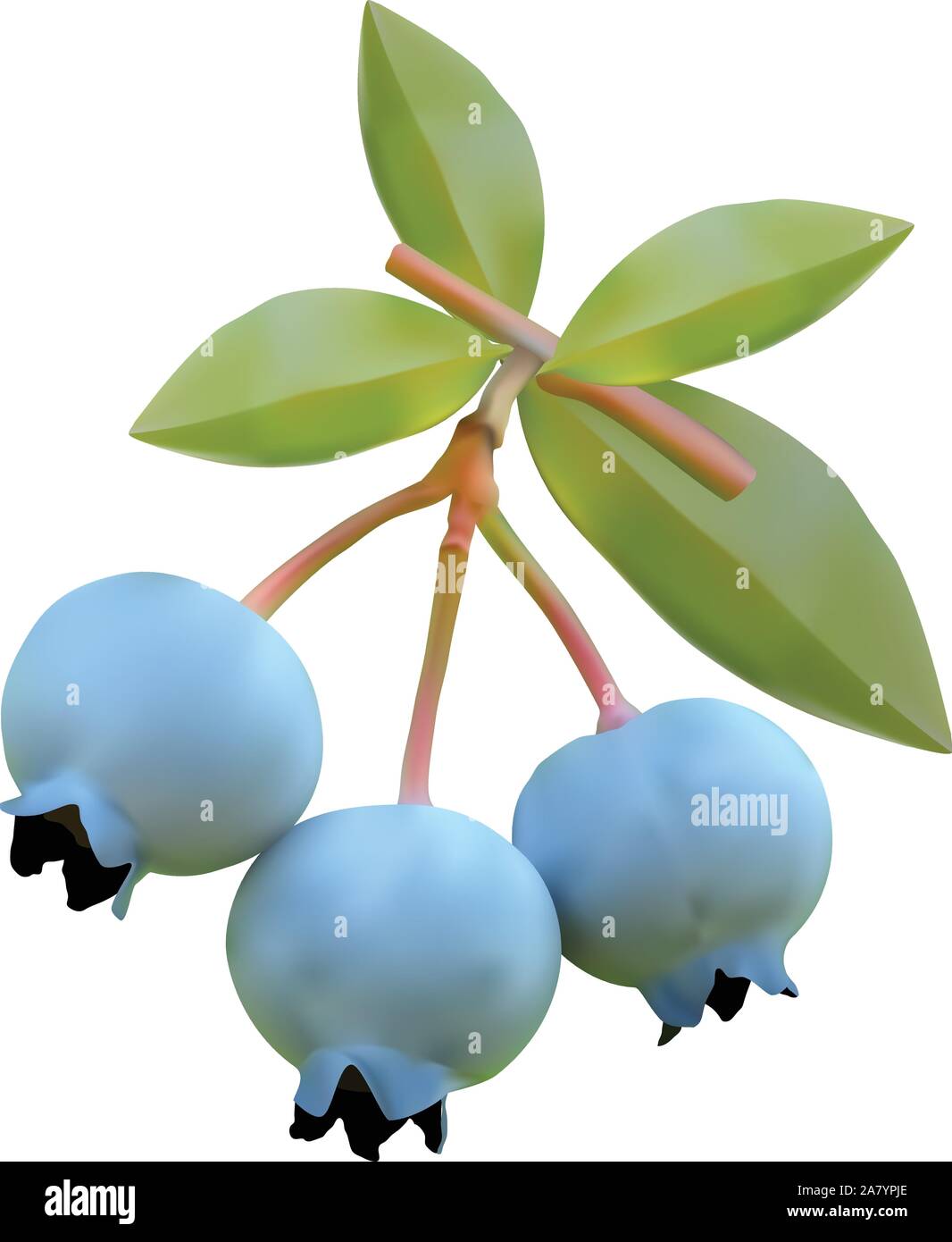 Blueberry on branches of a bush vector Stock Vector Image & Art - Alamy