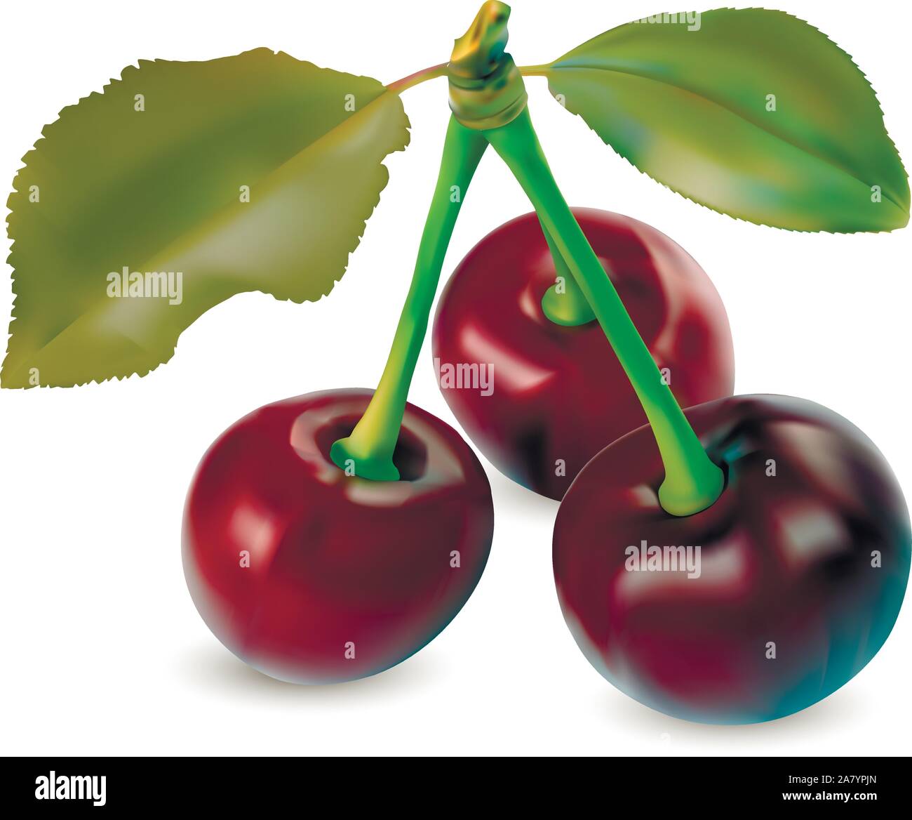 sweet cherries on a white background vector Stock Vector Image & Art ...