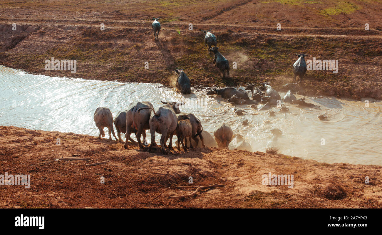 Buffalo cross the river near Floating Village in Cambodia Stock Photo ...