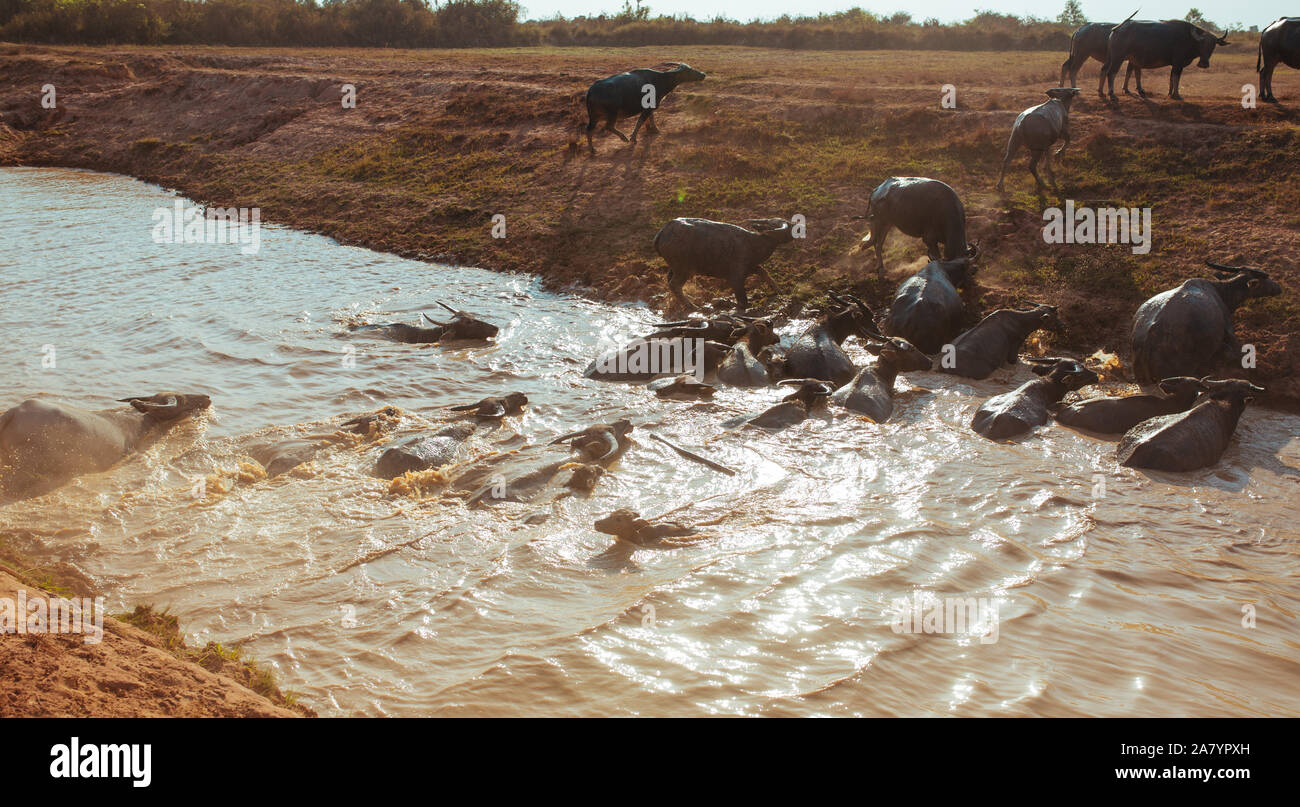 Buffalo cross the river near Floating Village in Cambodia Stock Photo ...
