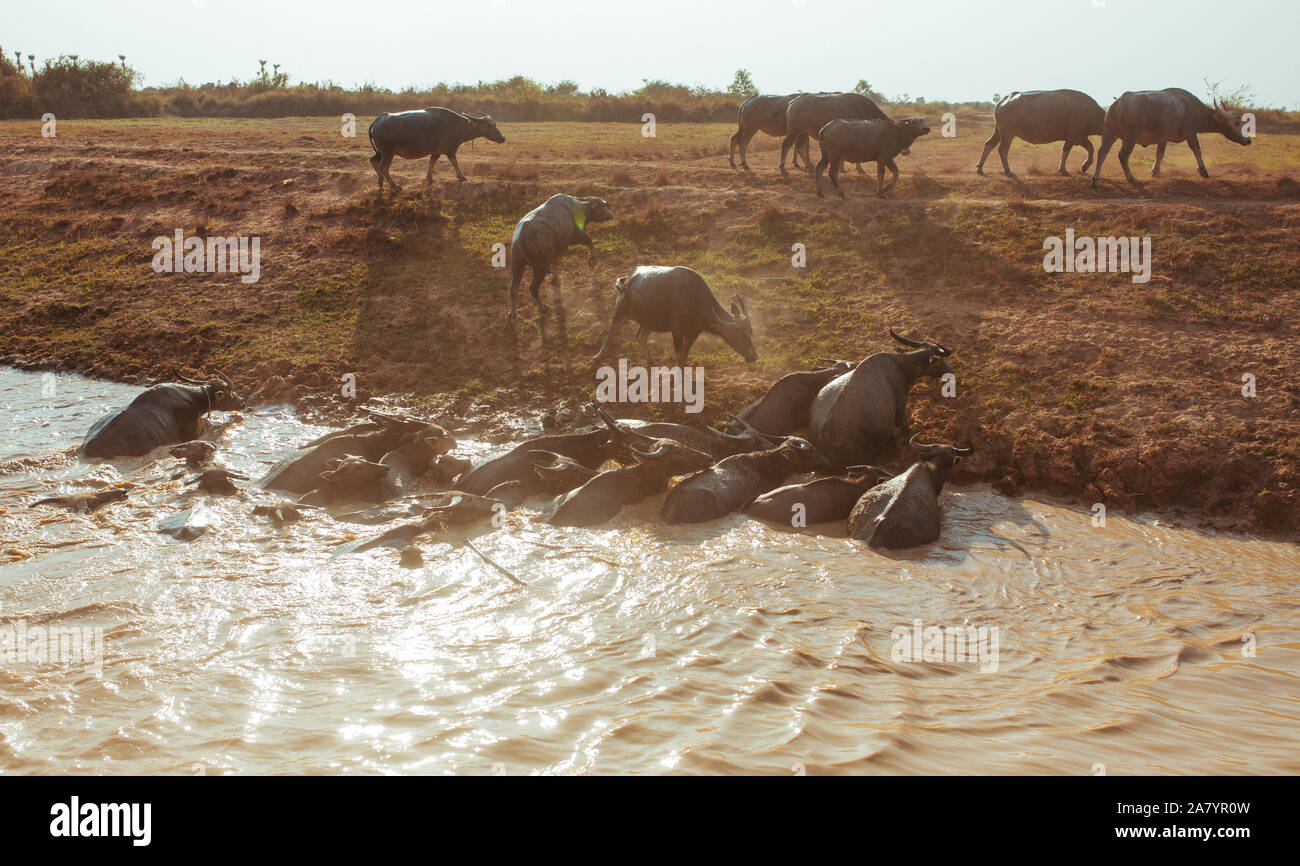 Buffalo cross the river near Floating Village in Cambodia Stock Photo ...