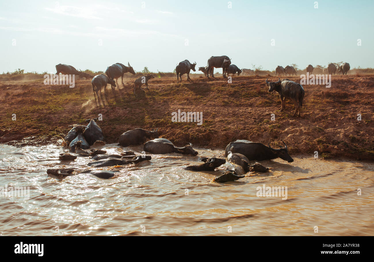 Buffalo cross the river near Floating Village in Cambodia Stock Photo ...
