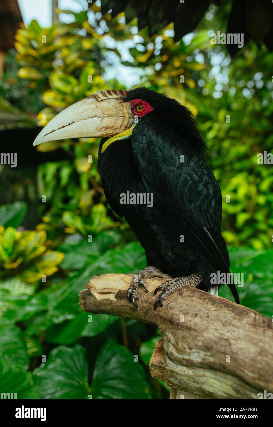 Huge Parrot High Resolution Stock Photography and Images - Alamy