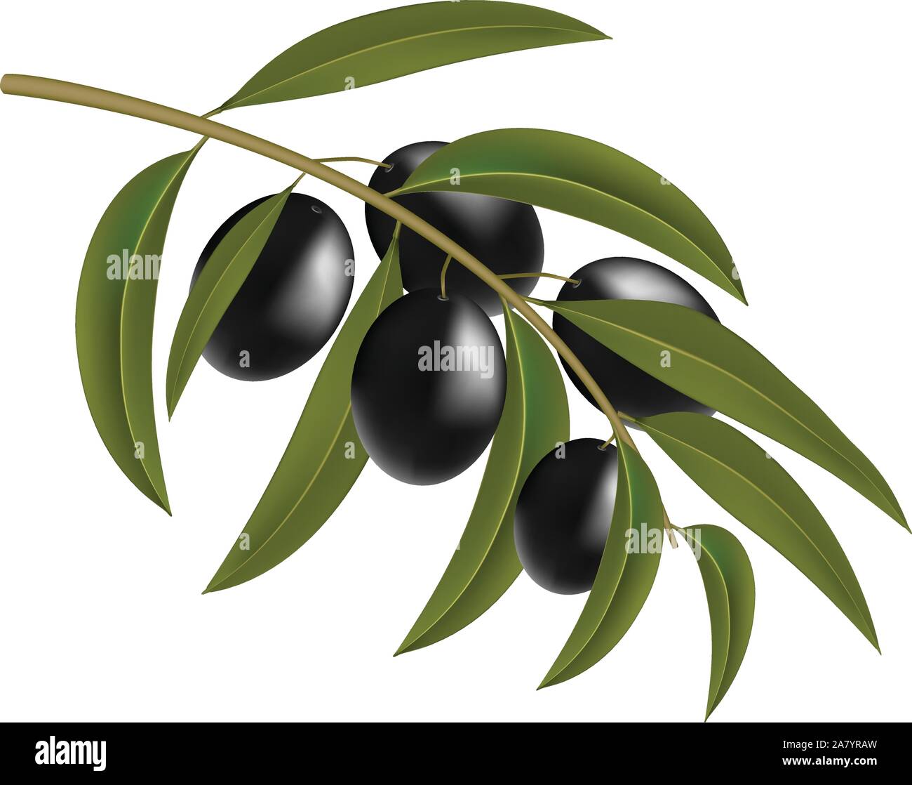 Black olives vector vectors hi-res stock photography and images - Alamy