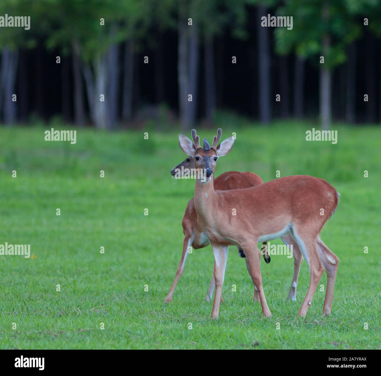 Whitetail deer buck with antlers in velvet with a doe behind Stock ...