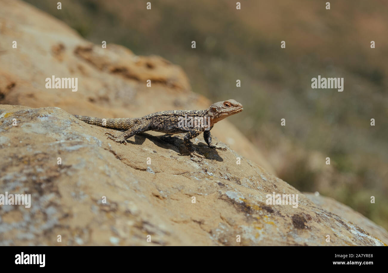 Lizard basking under the sun in Georgian mountains Stock Photo - Alamy