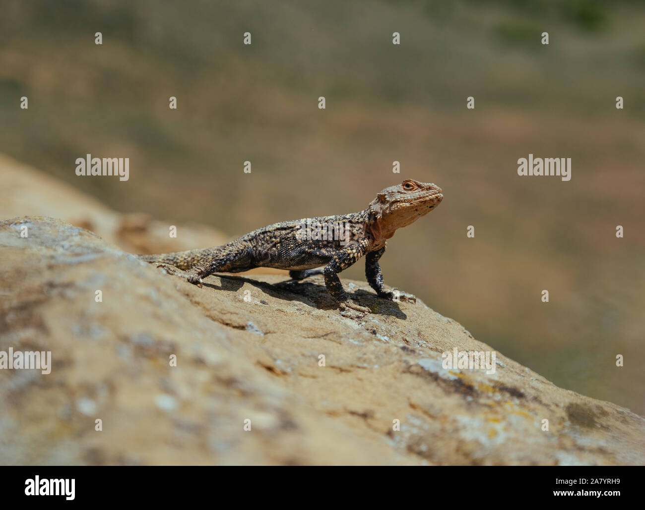 Georgian lizard hi-res stock photography and images - Alamy