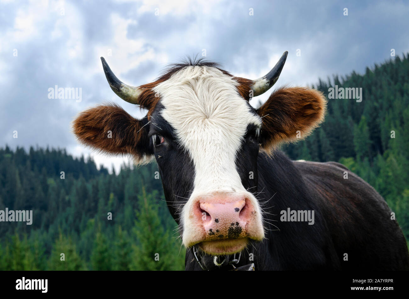 The head of a young cow with a pink nose against the backdrop of the ...
