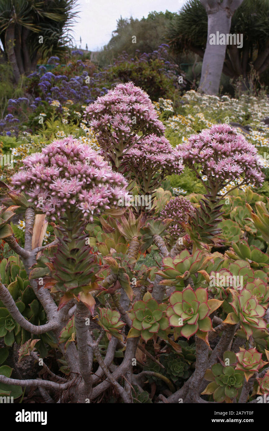 Pink aeonium in the country side of the Canary Islands Stock Photo - Alamy